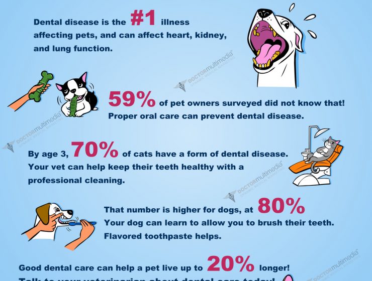 Veterinary Websites - Medical Websites | Doctor Multimedia